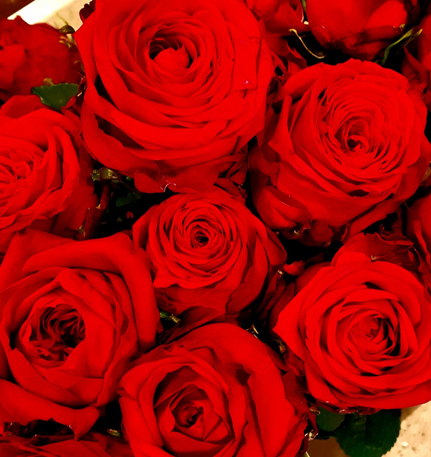 Rose rouge extra gros bouton détail 70/80 cms - Fleurs de pays