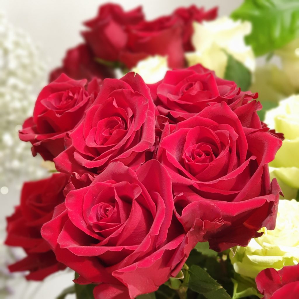 Rose rouge extra gros bouton détail 70/80 cms - Fleurs de pays