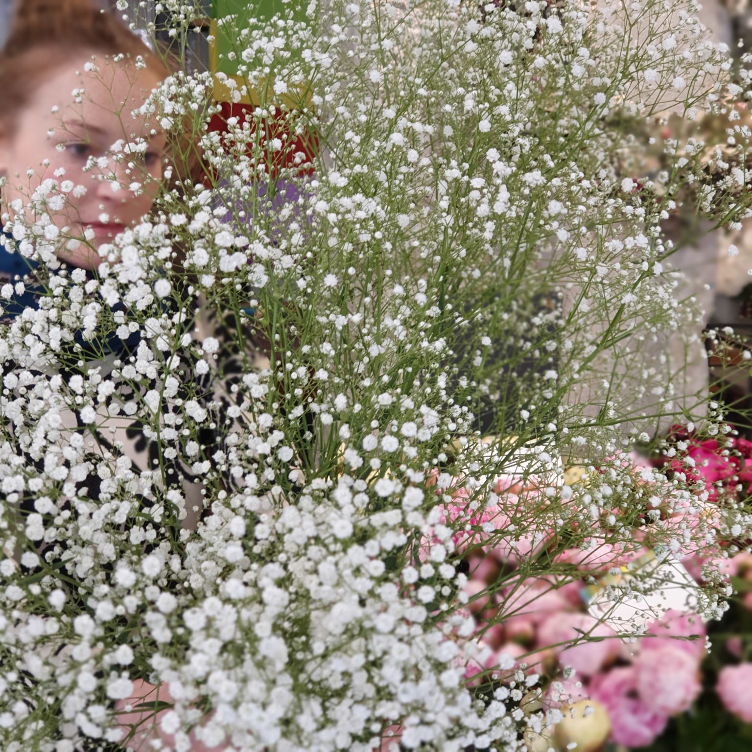 Gypsophile la tige - Fleurs de pays