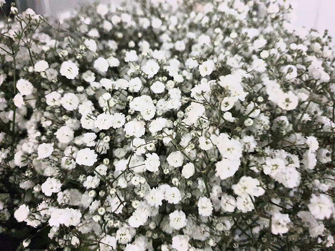 Gypsophile la tige - Fleurs de Pays